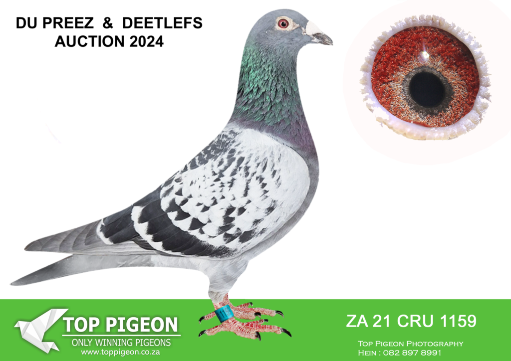 .LOT 4 WINDY AUGUST AUCTION – ZA 23 KHS 1020 -SIRE:110 KHS 23 .Alias ...