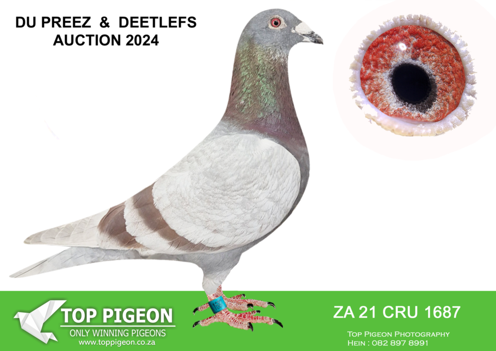 LOT 35 DU PREEZ & DEETLEFS – ZA 21 CRU 1687 COCK-3 X WINNER. FULL ...