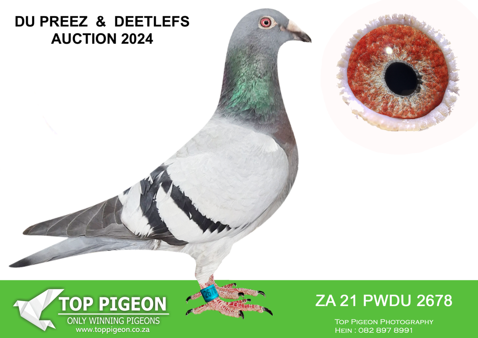 Z..LOT 100 DU PREEZ & DEETLEFS – ZA 21 PWDU 2678 HEN -4X WINNER .SCORED 4X TIMES FIRST 10 CLUB ...