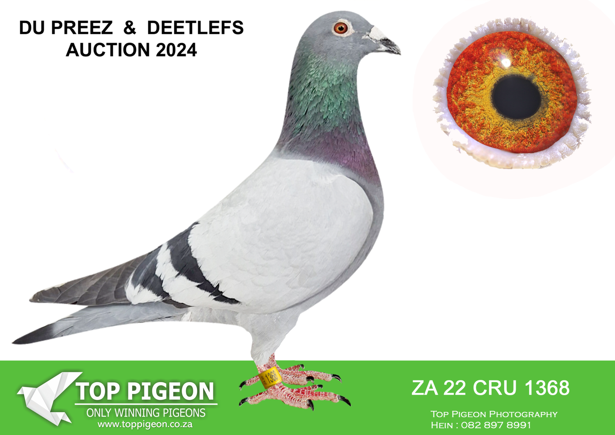 LOT 57 DU PREEZ & DEETLEFS – ZA 22 CRU 1368 COCK – WINNER .SCORED 6X CLUB 2023 .SCORED 5 TIMES ...