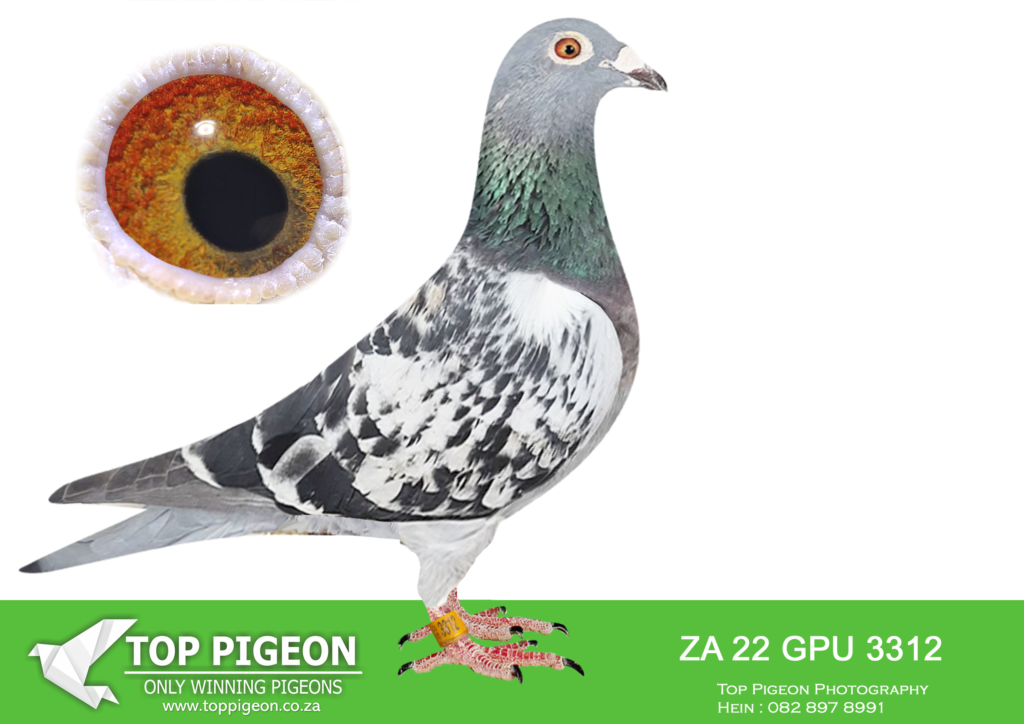 LOT 36 DANIE SCHOLTZ / JACO FAUL -ZA 22 GPU 3312 BC HEN – SupeR racer scoring 1st Club 2nd Union ...