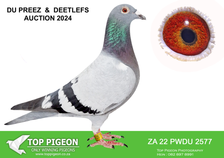 .LOT 6 DU PREEZ & DEETLEFS -UNPAID PIGEONS – ZA 22 PWDU 2577 HEN ...