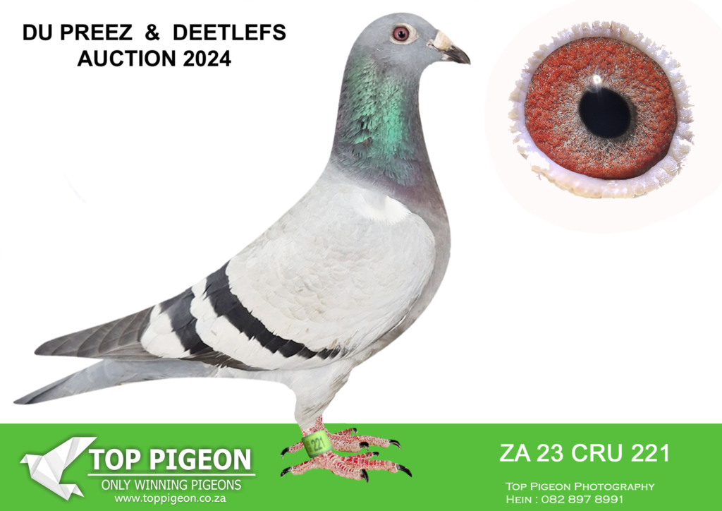 Z..LOT 199 DU PREEZ & DEETLEFS – ZA 23 CRU 221 HEN (SAME BRED SOLD FOR R357 000.00 ON TOPPIGEON ...