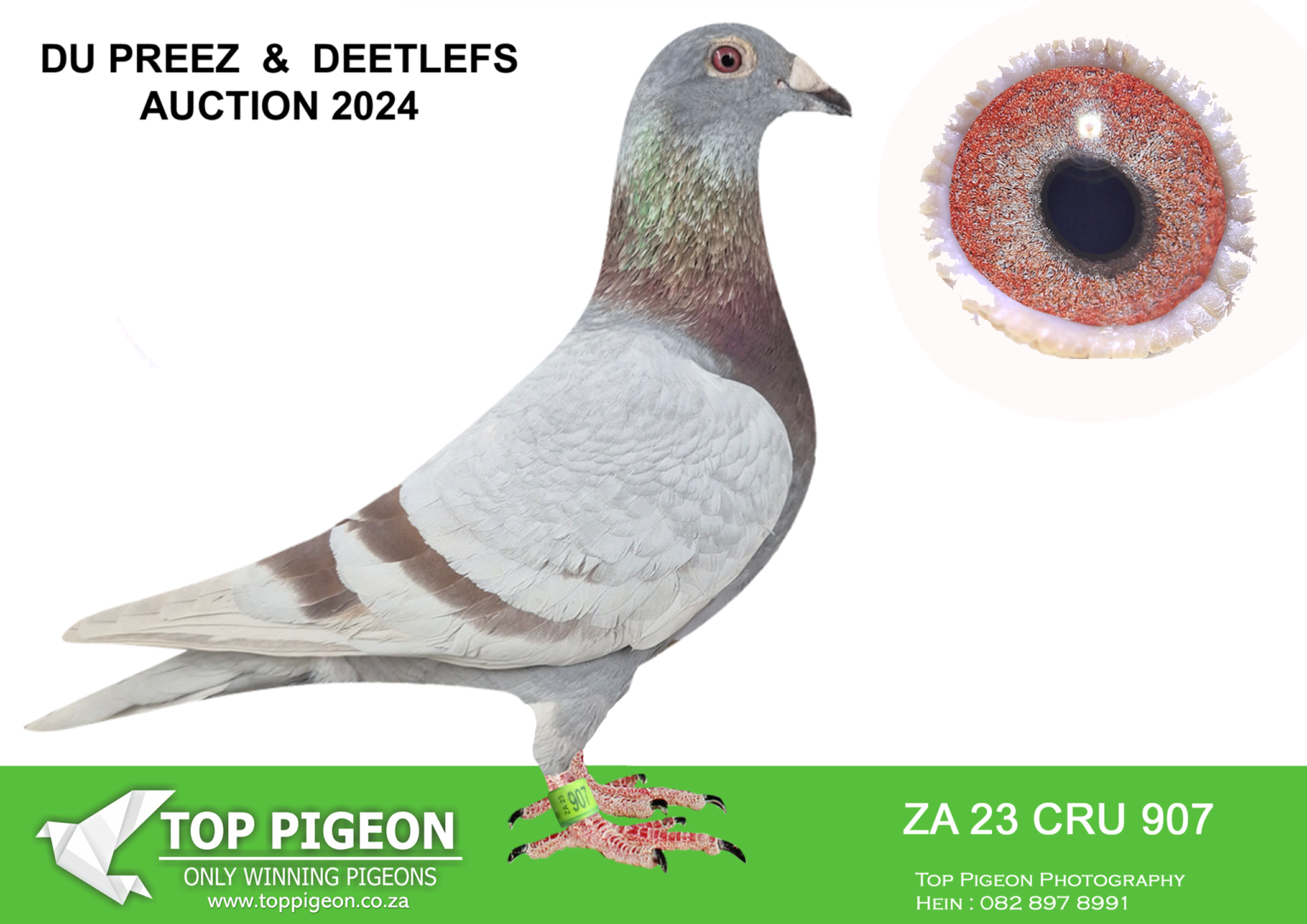 LOT 32 DU PREEZ & DEETLEFS – ZA 23 CRU 907 COCK-BROTHER 23-430 – WINNER ...