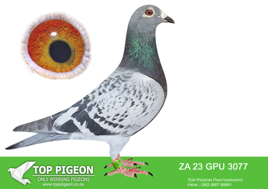 LOT 16 DANIE SCHOLTZ / JACO FAUL -ZA 23 GPU 3077 BC HEN – Bred from our best SABLON x TOM LOCK ...
