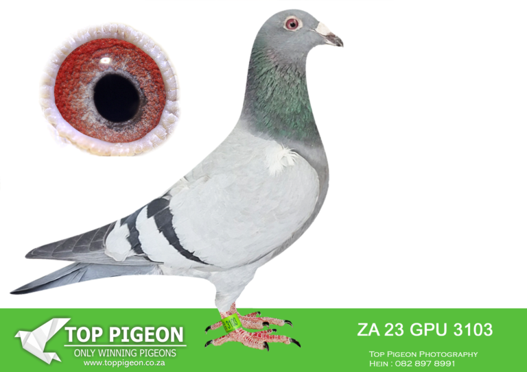 LOT 47 DANIE SCHOLTZ / JACO FAUL -ZA 23 GPU 3103 BBAR HEN – Bred from out best Sablon x Carelly ...