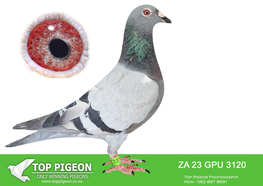 LOT 48 DANIE SCHOLTZ / JACO FAUL -ZA 23 GPU 3120 BBAR HEN – Bred from the best TOM LOCK x ...