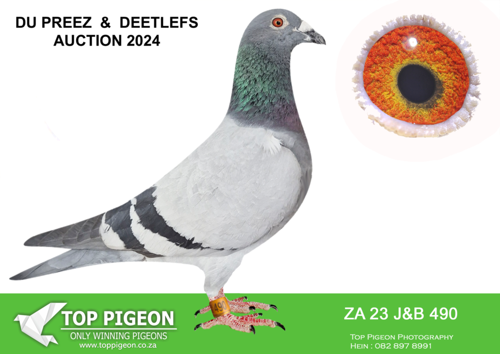 LOT 90 DU PREEZ & DEETLEFS – ZA 23 J&B 490 COCK -MOTHER 18-82478 3 X WINNER AND BRED 14 WINNERS ...
