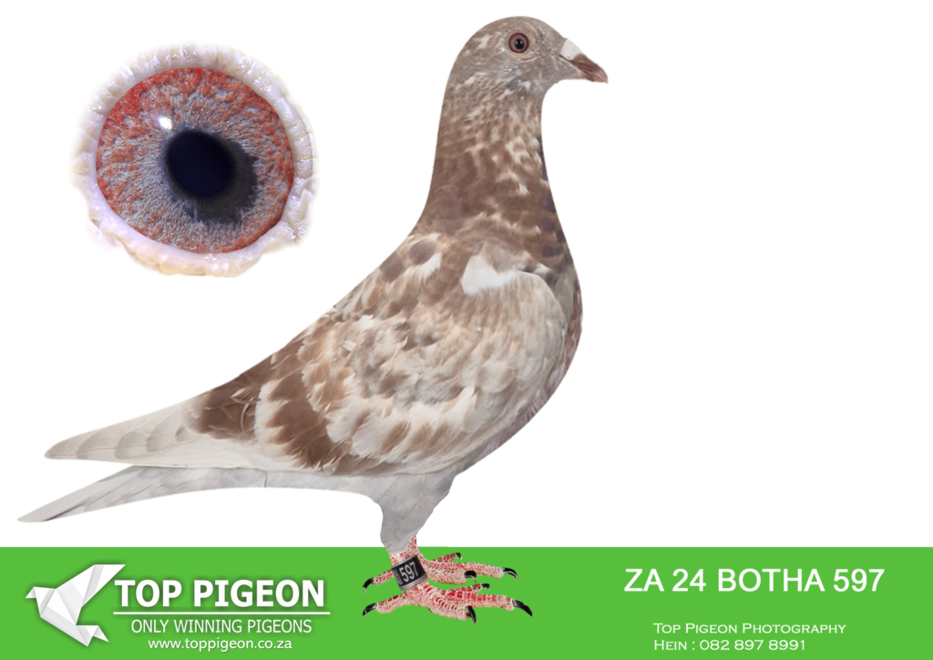 LOT 15 YEAR END -ZA 24 BOTHA 597 -INBRED TO FIVE STAR AFRIKAPRO GREEN ...