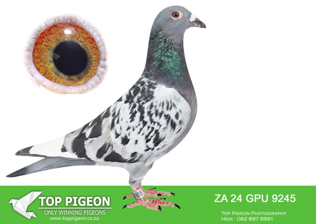 LOT 22 DANIE SCHOLTZ / JACO FAUL -ZA 24 GPU 9245 BCWF COCK – SIRE:92 22 NHL. Alias “”92″” Strain ...