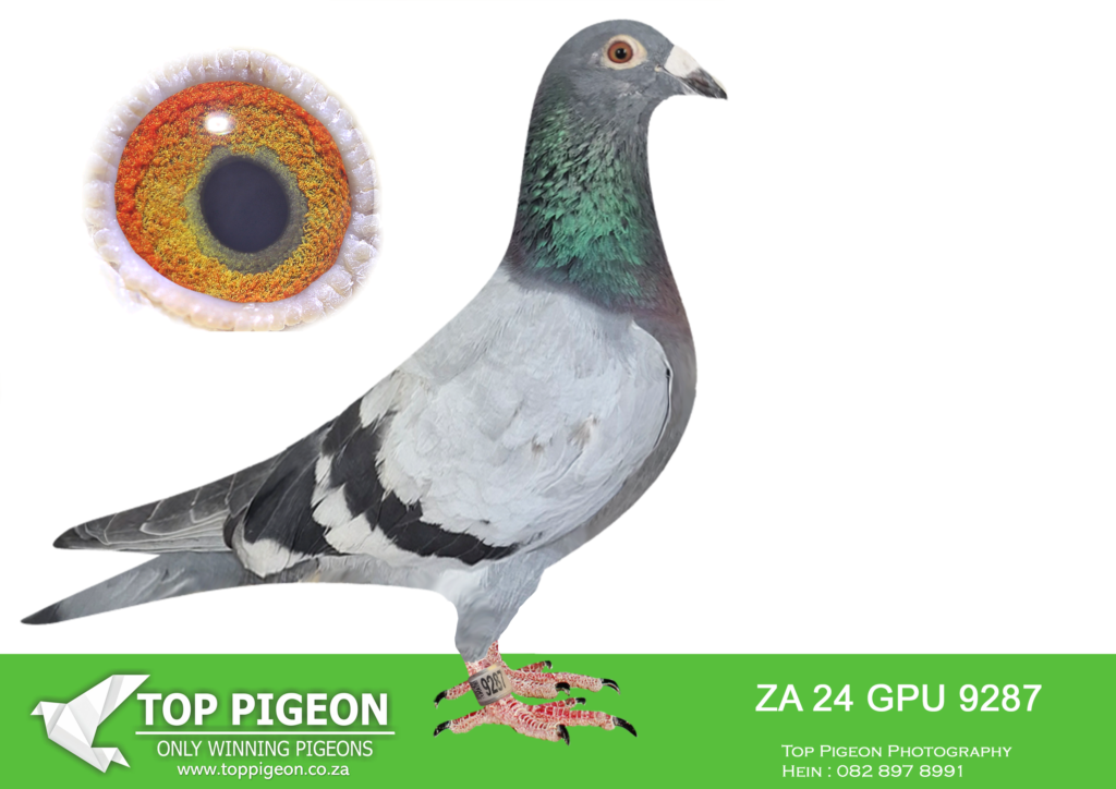 LOT 43 DANIE SCHOLTZ / JACO FAUL -ZA 24 GPU 9287 BBAR COCK – SIRE:3010 ZA 23 GPU .Strain: J Faul ...