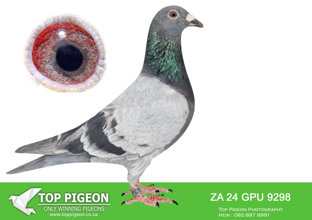 .LOT 3 DANIE SCHOLTZ / JACO FAUL -ZA 24 GPU 9298 PENCIL COCK +HIS SIRE ZA 17 GPU 3442 (FERTILITY ...