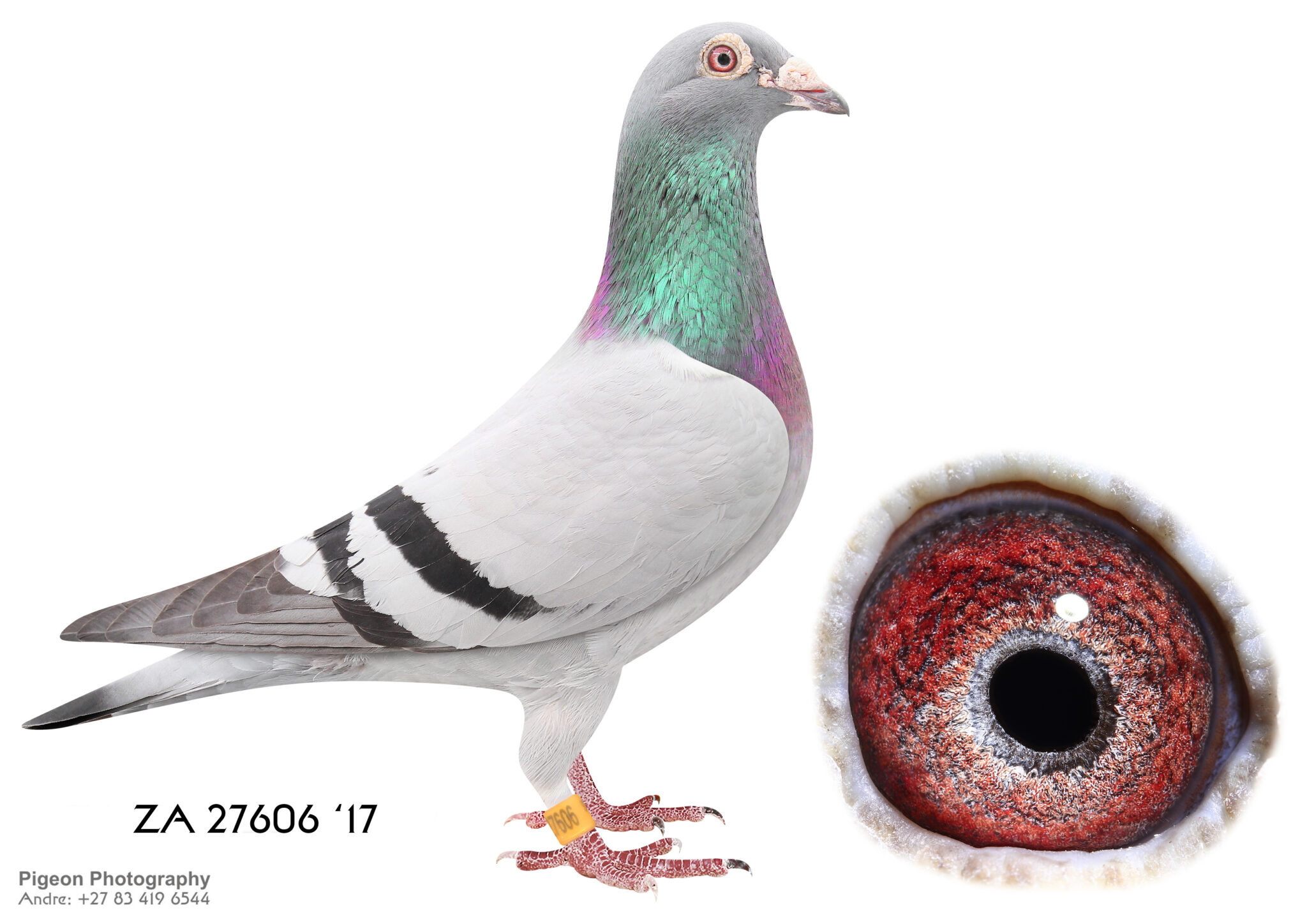 LOT 15 DU PREEZ & DEETLEFS – ZA 17 SANPO 27606 HEN-1ST CLUB/UNION/COM ...