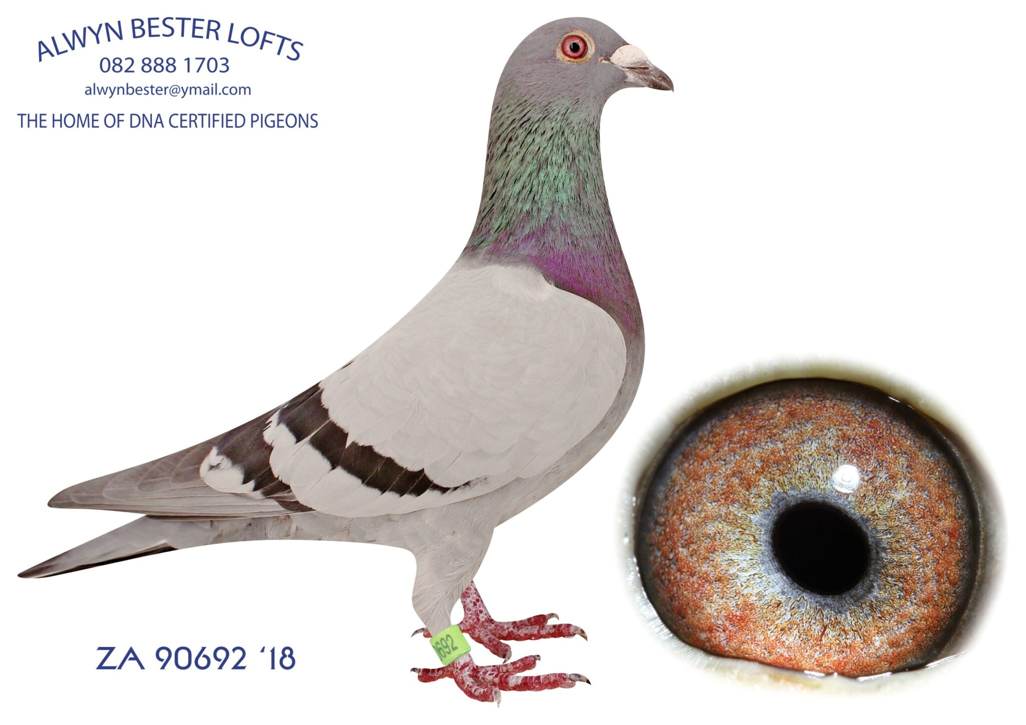 LOT 60 DU PREEZ & DEETLEFS – ZA 18 SANPO 90692 COCK -BRED 13 X WINNERS ...