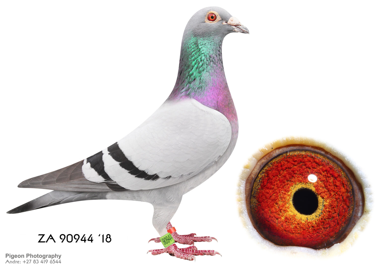 Z..LOT 174 DU PREEZ & DEETLEFS – ZA 18 SANPO 90944 COCK -WINNER SUPER ...