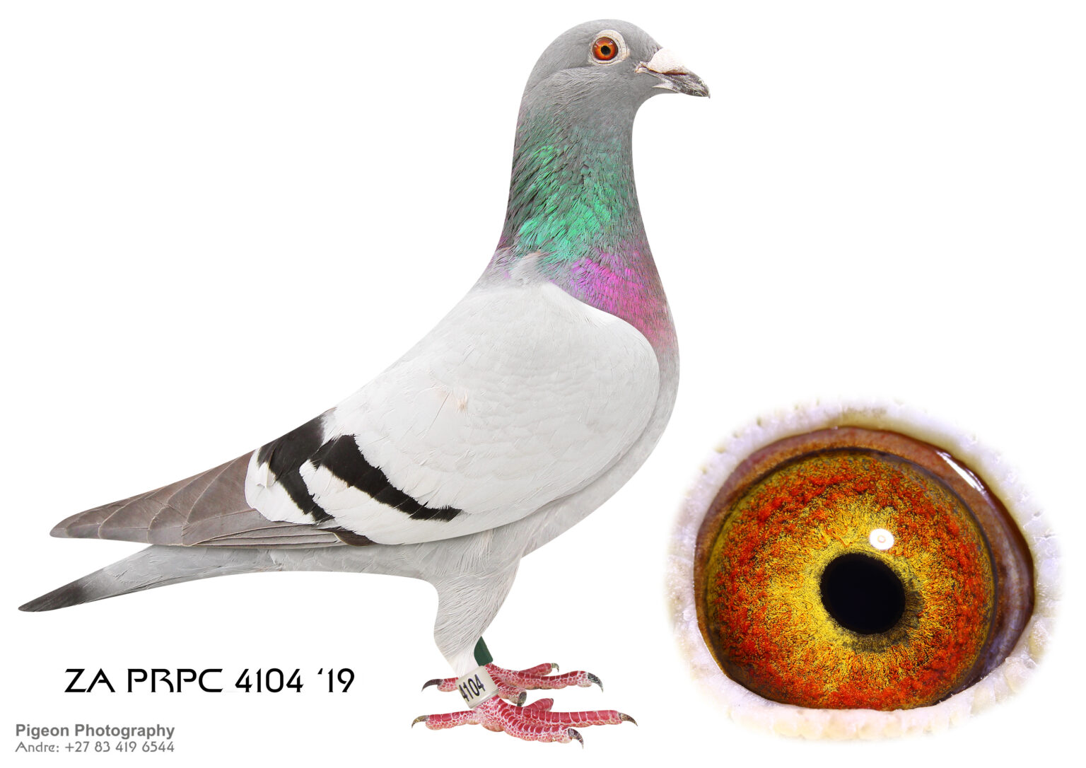 LOT 44 DU PREEZ & DEETLEFS – ZA 19 PRPC 4104 HEN-SCORED 7X TIMES CLUB ...