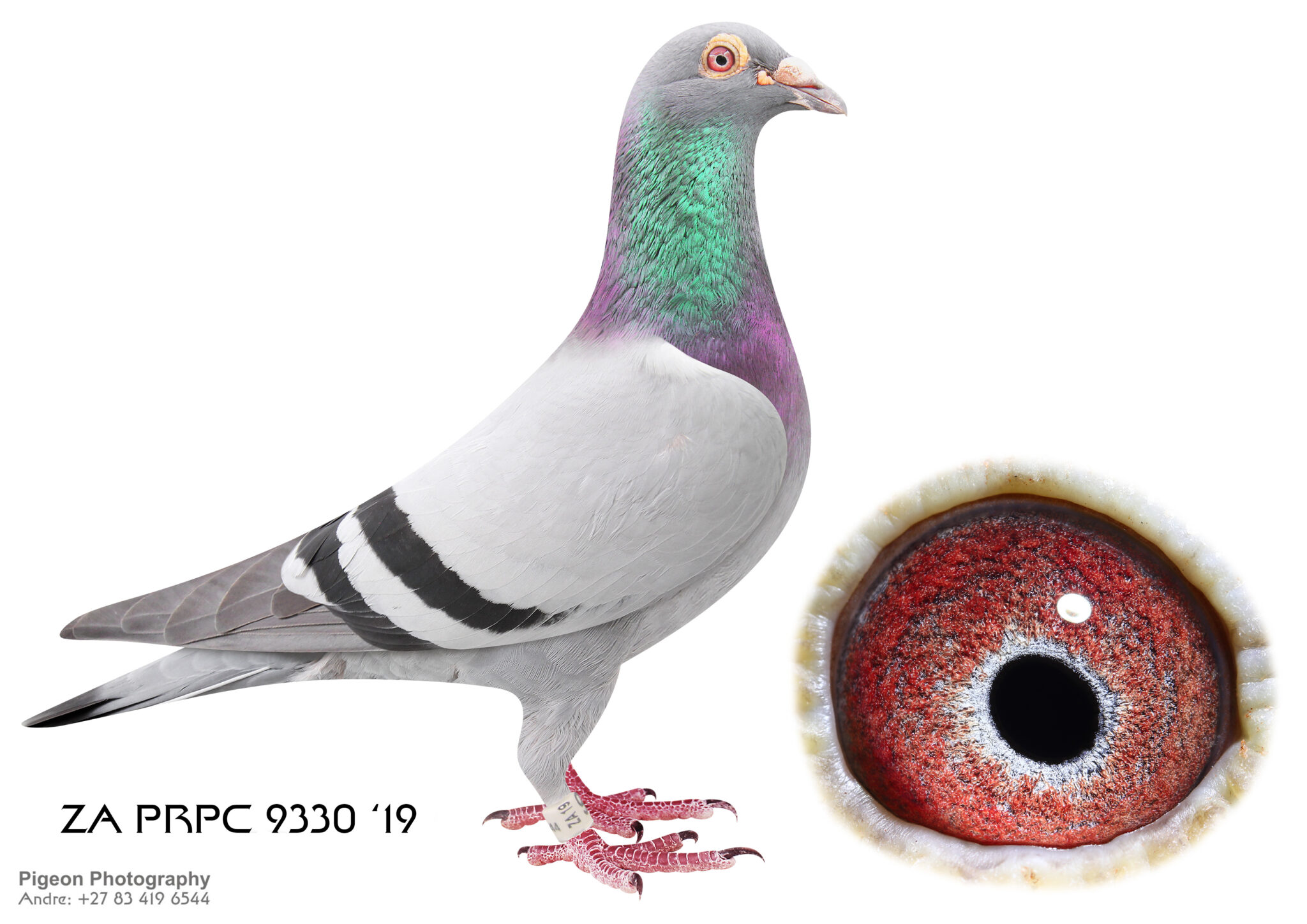 Z..LOT 211 DU PREEZ & DEETLEFS – ZA 19 PRPC 9330 COCK-SIRE:36055 ZA 10 ...
