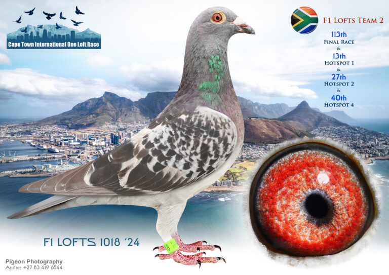 Z..LOT 112 CAPETOWN -F 1 LOFTS – ZA 24 F1 LOFTS 1018 -SIRE:ZA-2023-DPL-9 Dieplaagte ...