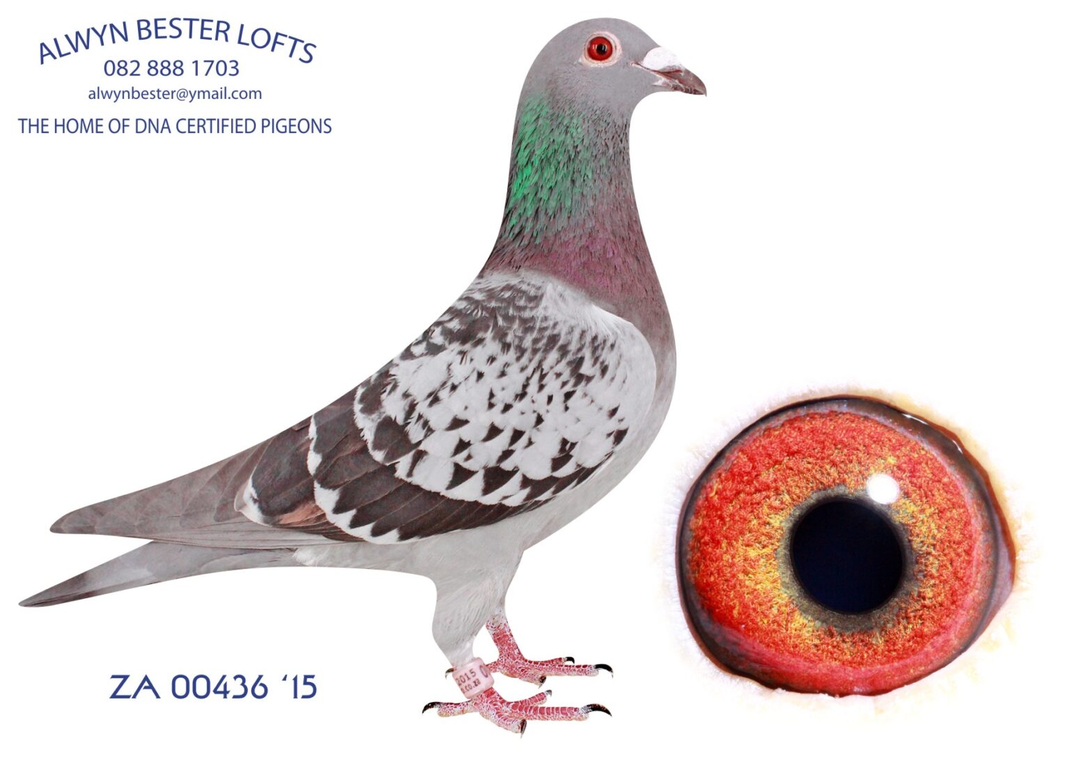 LOT 19 ALWYN BESTER – ZA 15 00436 -This hen is bred from two super pigeons. She raced very well ...
