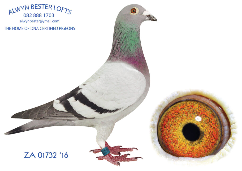 LOT 14 ALWYN BESTER – ZA 16 01732 -Super racing hen. The best that Jan ...