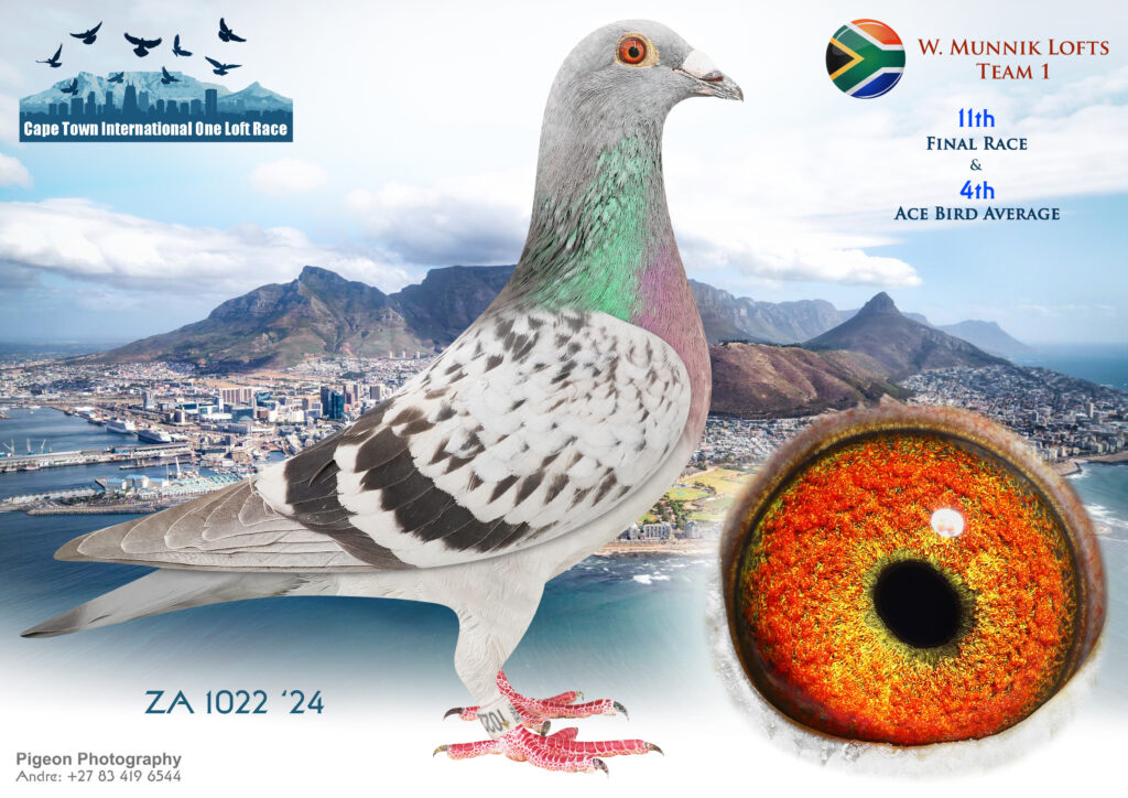 LOT 11 CAPETOWN -WILLIE MUNNIK – ZA 24 1022 -12TH FINAL , 4TH ACE PIGEON —–SIRE:SRPV 19 ZA 1966 ...