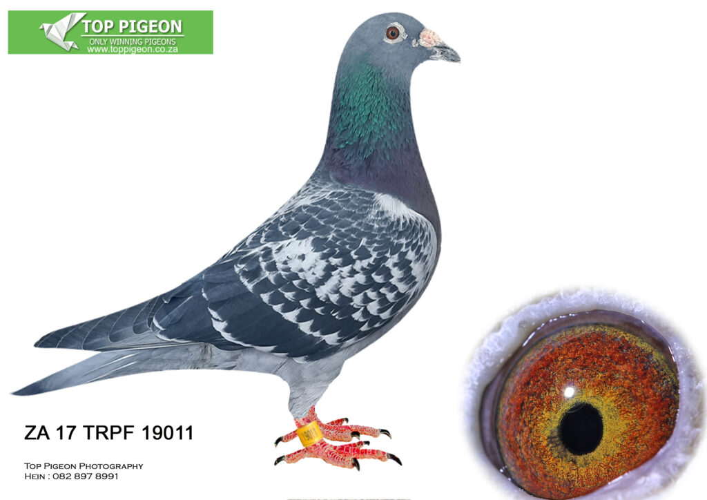 LOT 21 FATHERSDAY AUCTION – ZA 22 VPU 9585 -SUPER CLASS! Linebbred 5 x ...