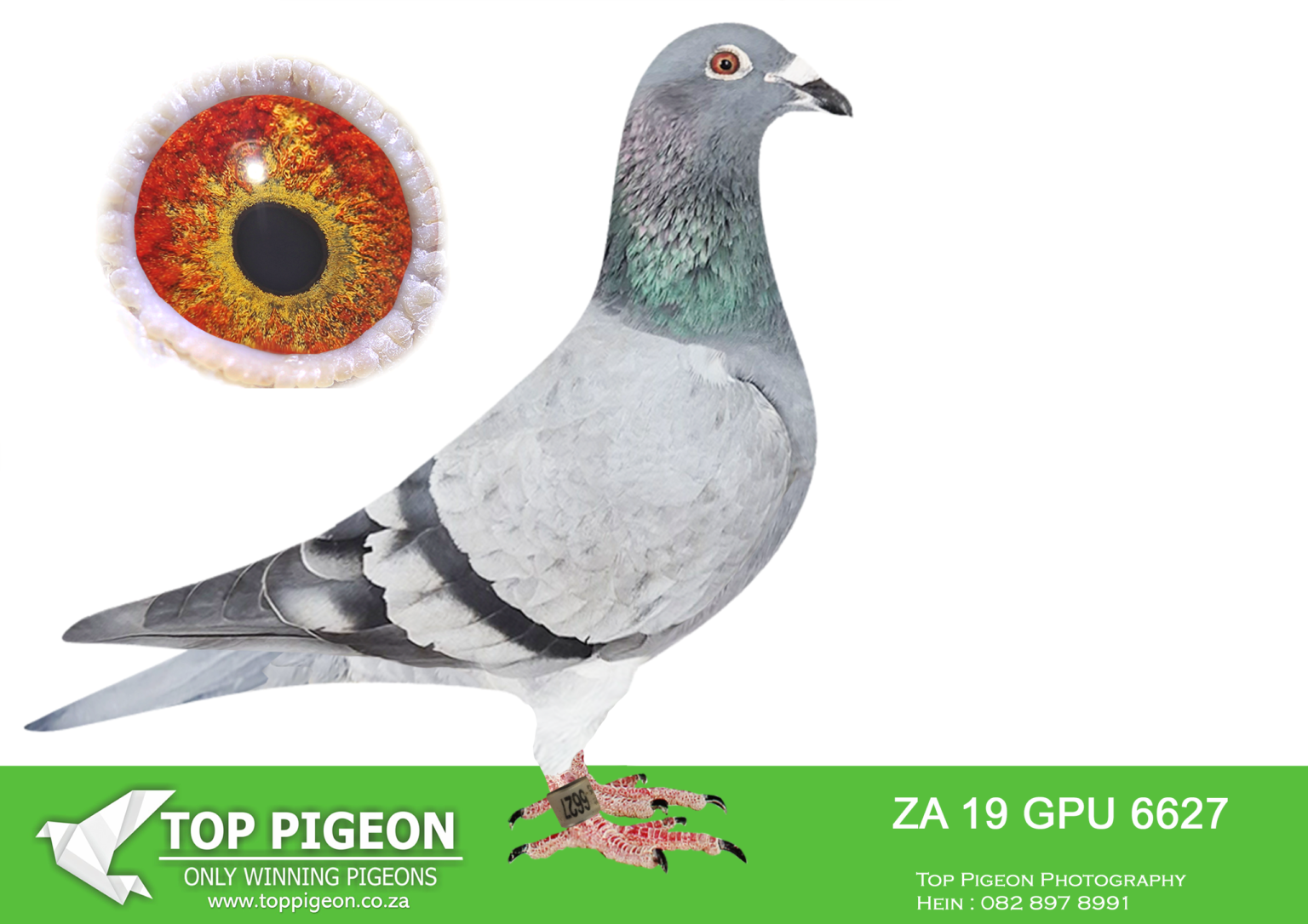 LOT 22 PLATINUM AUCTION -ZA 19 GPU 6627 -SIRE:91 GFL 18 ROBBEN WOLVERINE Colour: BB B.F.L ...