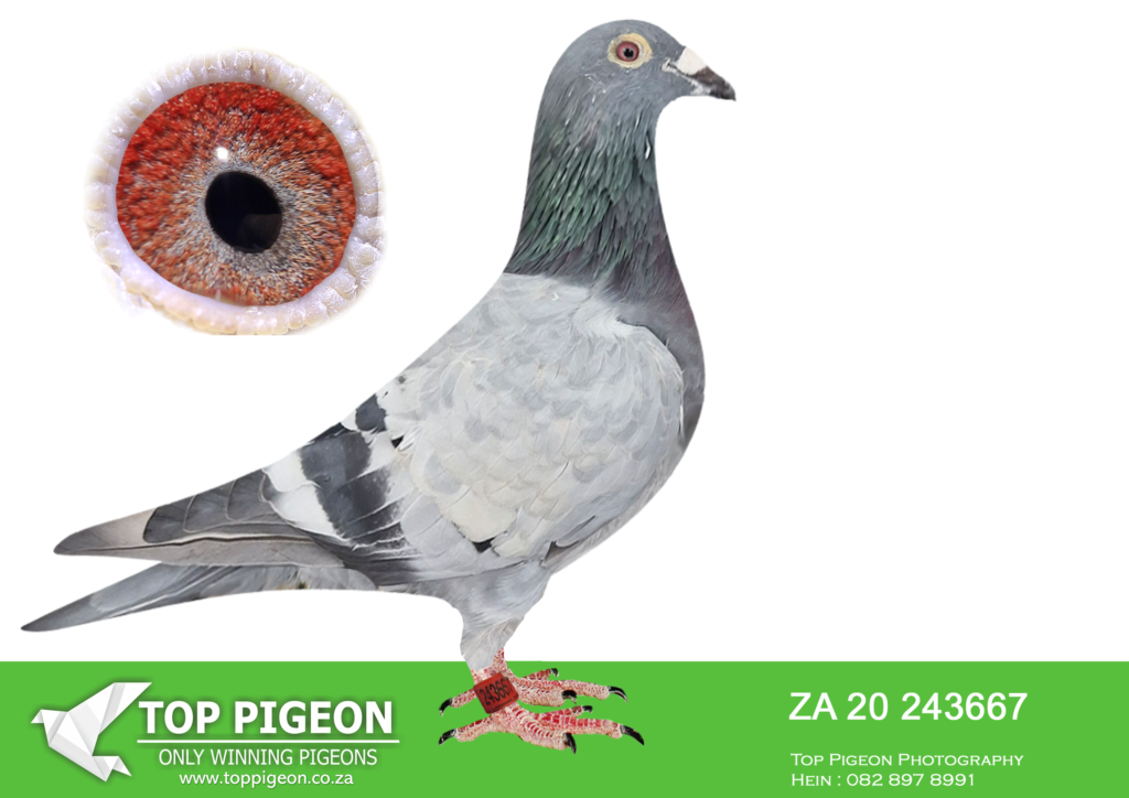 LOT 12 PLATINUM AUCTION -ZA 20 243667 -SIRE: ZA 17 GPU 05429 “0003 X SANPO GOLD” . 0003 X SANPO ...