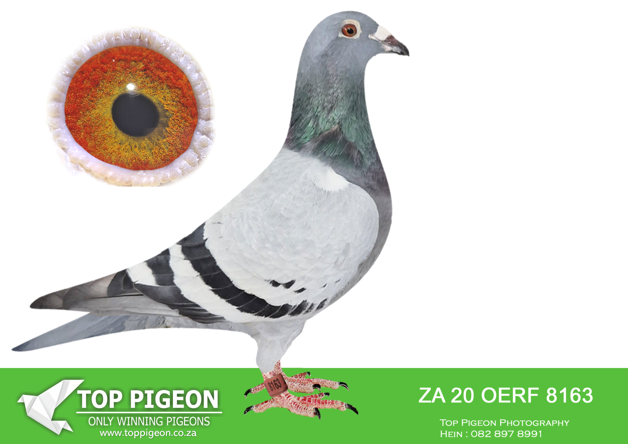 LOT 19 PLATINUM AUCTION -ZA 20 OERF 8163 -SIRE : ZA 18 VFWC 018 “JOSEPH’S MIX” . FULL BROTHER ...