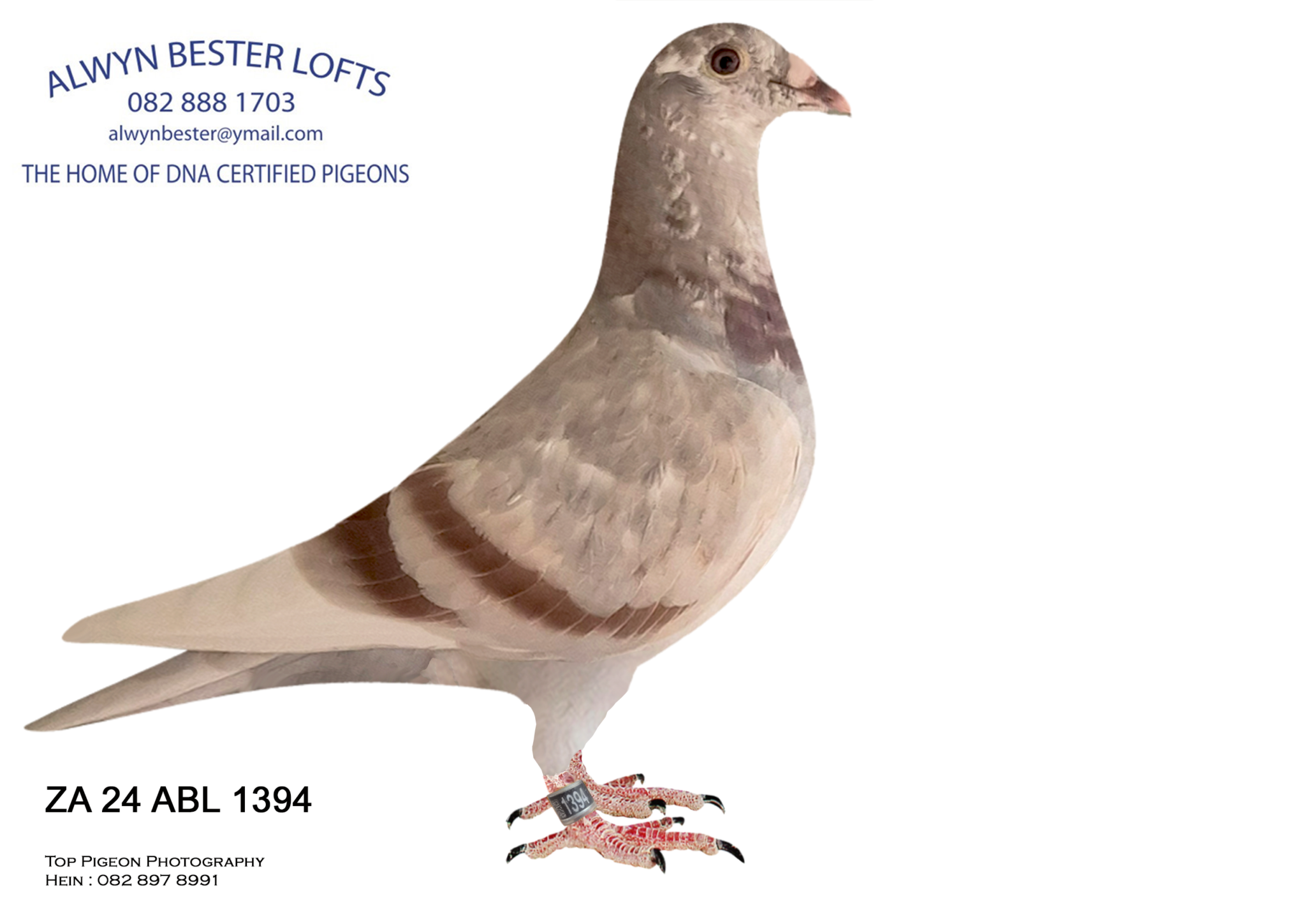 .LOT 5 ALWYN BESTER – ZA 24 ABL 1394 -Bred from :The Sire to “Five Star”, “Dynasty” and many ...