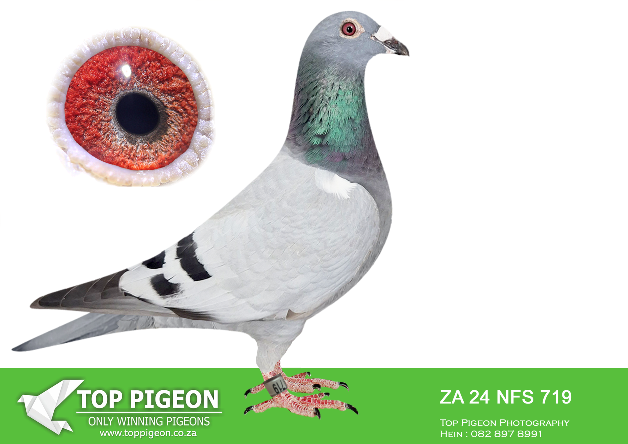 LOT 31 R500 BARGAIN BOX JANUARY –ZA 24 NFS 719 – SIRE: ZA 22 SFL 34 ...