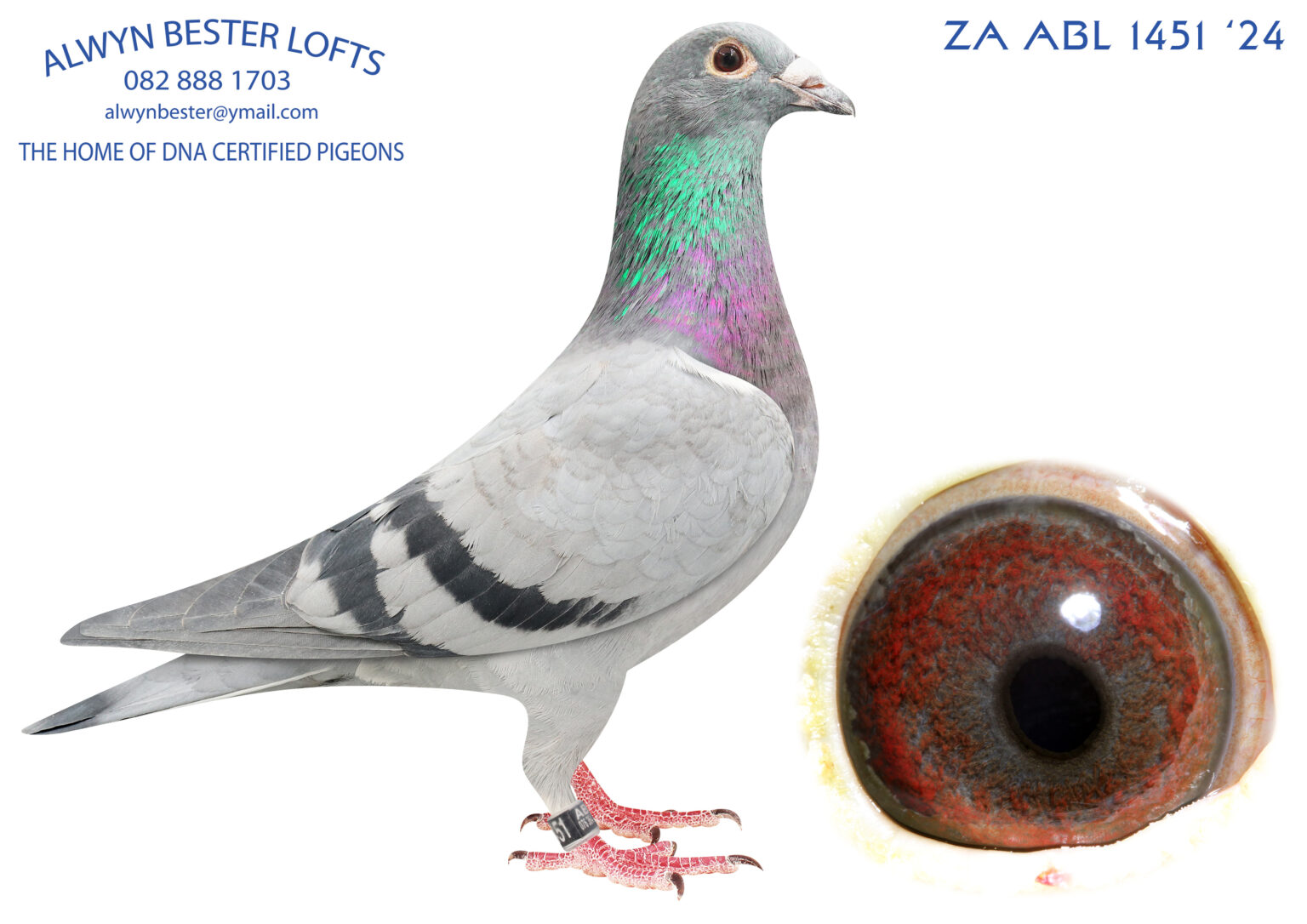 .LOT 8 ALWYN BESTER – ZA 24 ABL 1451 -SIRE:36348 ZA 22.Alias “PORSCHE 348” Strain: PORSCHE 911 ...