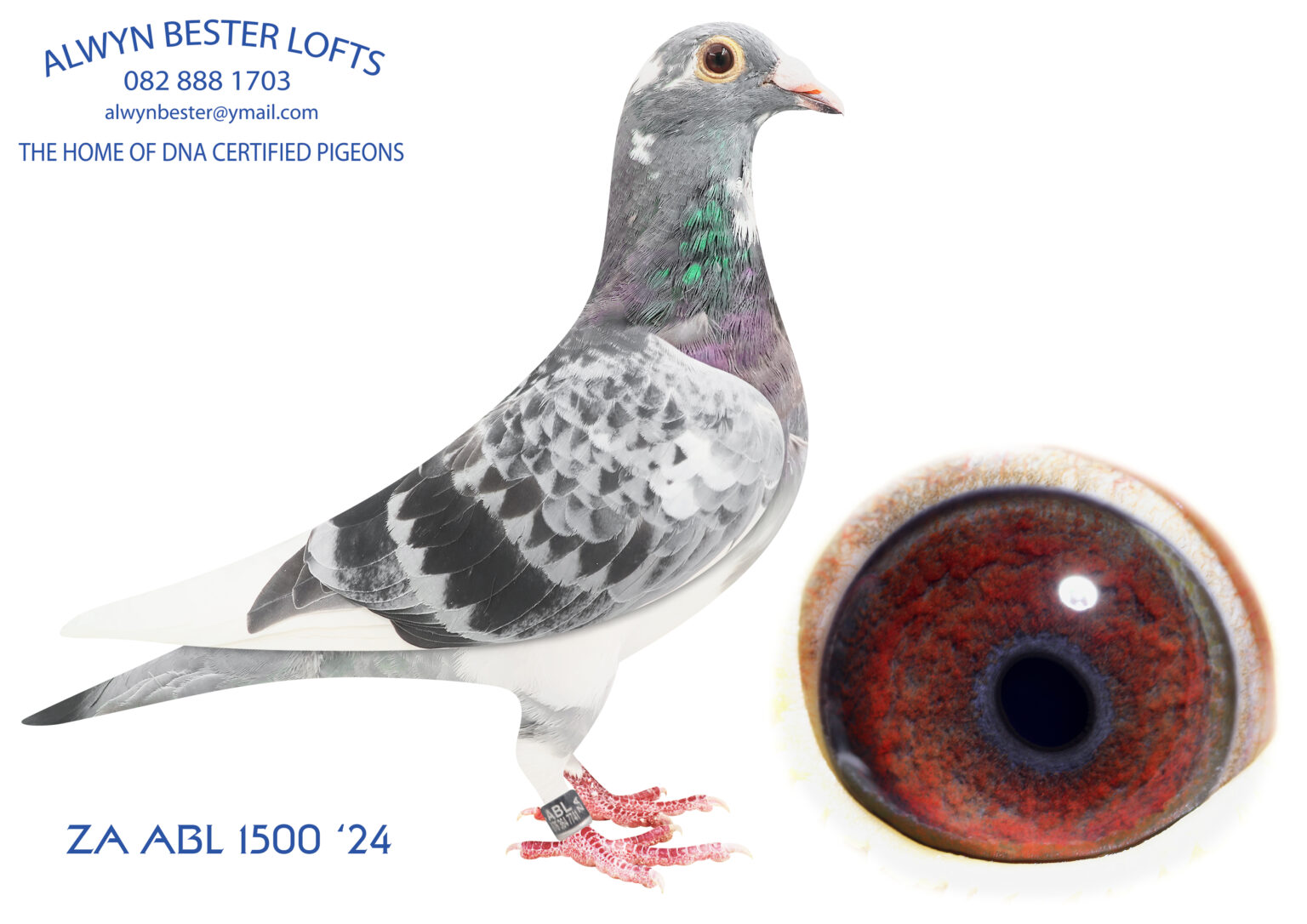 .LOT 2 ALWYN BESTER – ZA 24 ABL 1500 -SIRE:9895 ZA 23 VPU “CHRISTIANO’S PRIDE.BEST KITTEL.DOUBLE ...