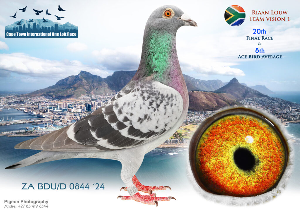 LOT 21 CAPETOWN -TEAM VISION – ZA 24 BDUD 0844 -SIRE:10711755 SLO 22 “BROTHER BARBARA S”. FULL ...