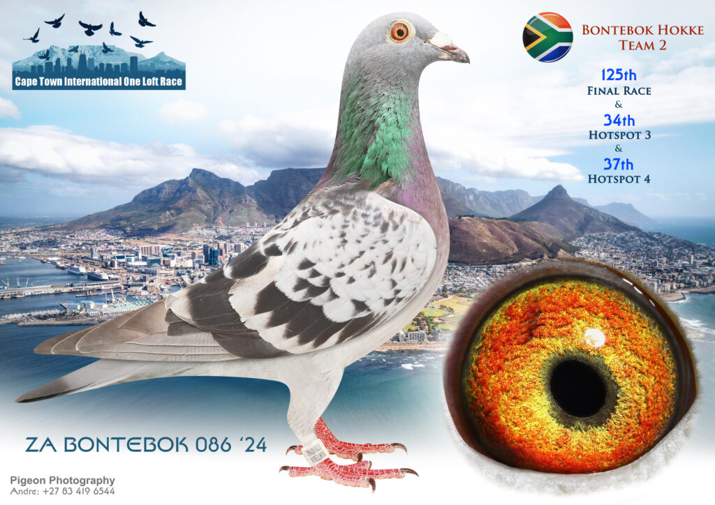 LOT 26 R500 BARGAIN BOX – BONTEBOK HOKKE – ZA 24 BONTEBOK 086 -SIRE:604 ZA 21 DAPK/NOK. SIRE ...