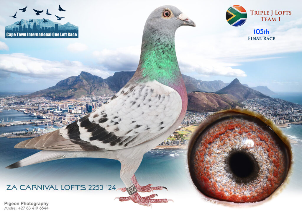 LOT 22 R500 BARGAIN BOX – TRIPLE J LOFTS – ZA 24 CARNIVAL 2253 -SIRE: 19 MIDL 23 . MIDLANDS/MIKE ...