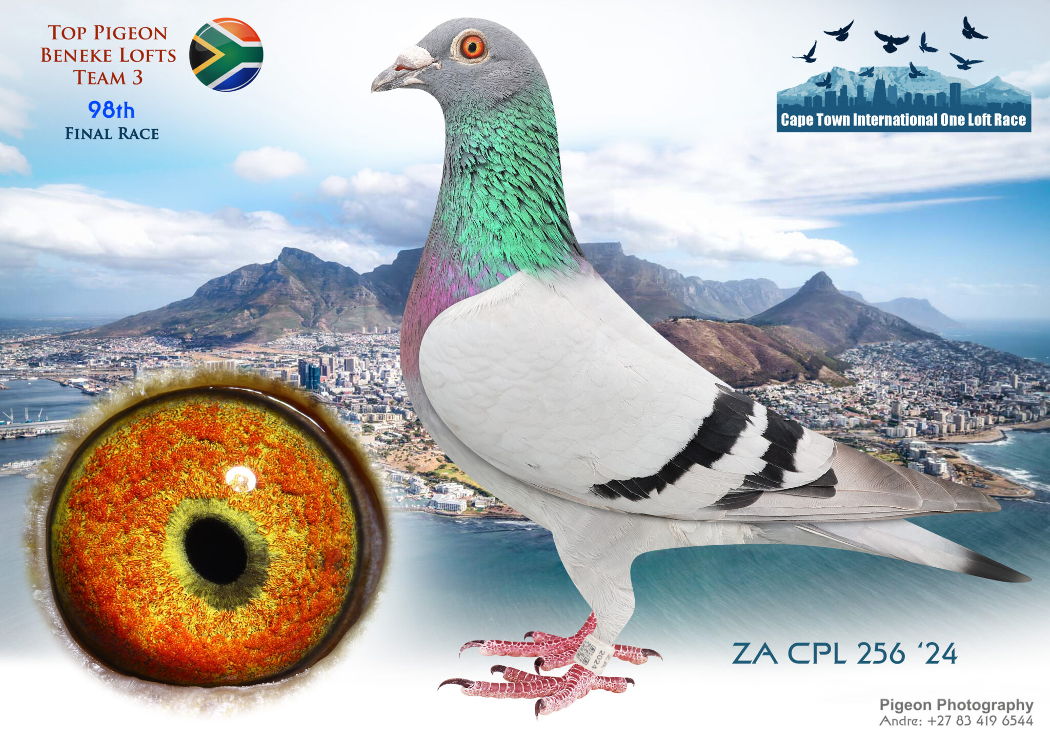 LOT 19 R500 BARGAIN BOX – TOPPIGEON/BENEKE LOFTS – ZA 24 CPL 256 -SIRE:ZA-2023-OP-5371 Wazeir ...