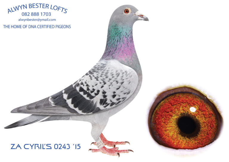 .LOT 7 ALWYN BESTER – ZA 15 CYRIL 0243 -SIRE:02665 ZA 14 .Strain ...