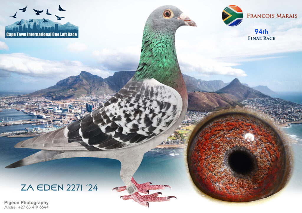 LOT 15 R500 BARGAIN BOX -FRANCOIS MARAIS – ZA 24 EDEN 2271 -SIRE:ZA 22 50003. GERT SWART SPRITZY ...