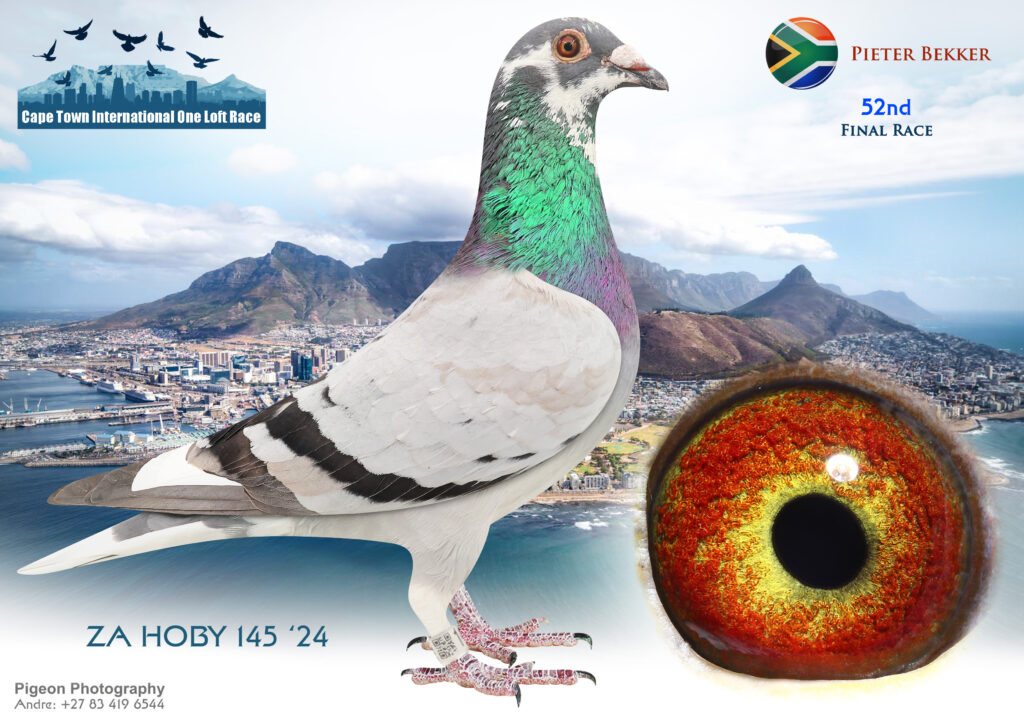 LOT 53 CAPETOWN -DINGO & KRAAI BROTHERS – ZA 24 HOBY 145 —BRED BY ANTON SCHONKEN–SIRE: 047 ZA 21 ...