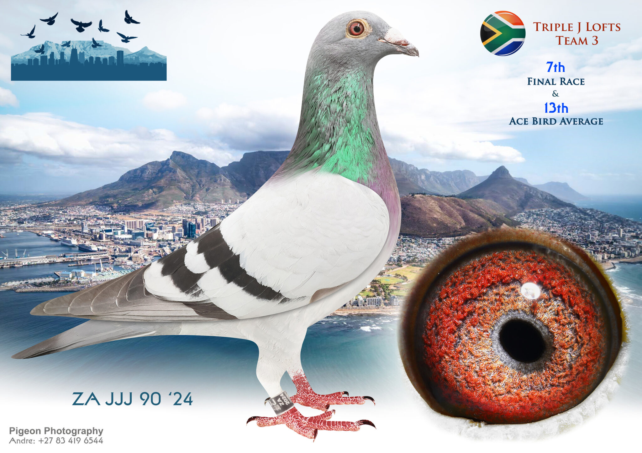 .LOT 7 CAPETOWN -TRIPLE J LOFTS – ZA 24 JJJ 90 -7TH FINAL , 13TH ACE BIRD —–Sire: “ORNAT II” AU ...