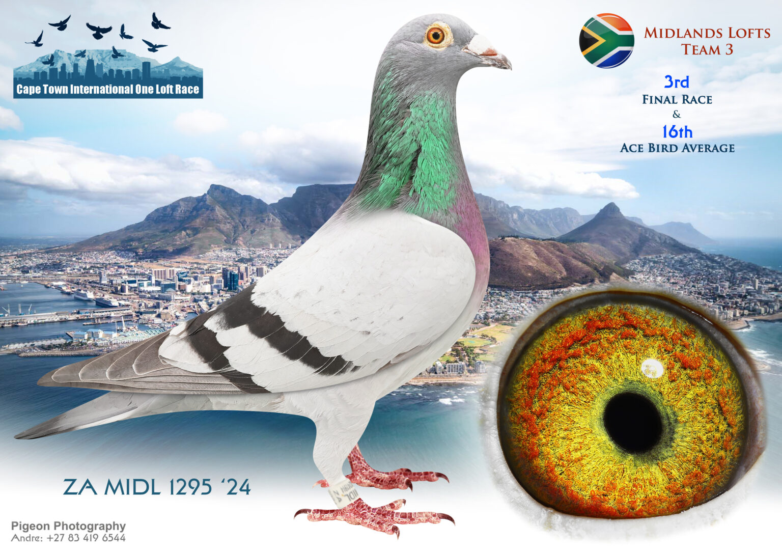 .LOT 3 CAPETOWN -MIDLANDS LOFTS – ZA 24 MIDL 1295 -3RD FINAL , 16TH ACE BIRD —–SIRE: 21 MIDL 233 ...