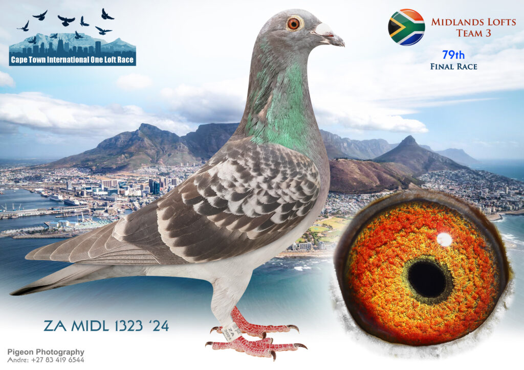 LOT 80 CAPETOWN -MIDLANDS LOFTS – ZA 24 MIDL 1323 -SIRE:20 MIDL 141.Alias “141” Strain: Midlands ...