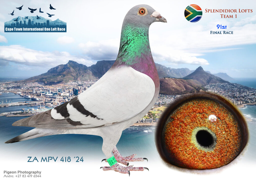 LOT 13 R500 BARGAIN BOX -SPLENDIDIOR LOFTS – ZA 24 MPV 418 -SIRE:1987 WBU 19. VAN LOON/109 ...