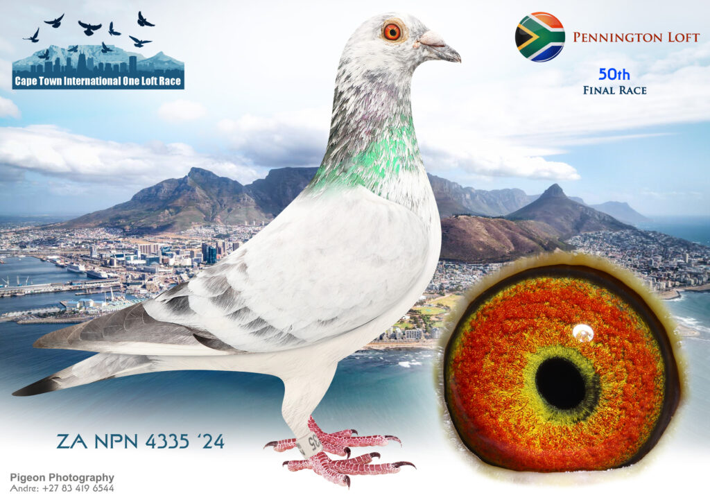 LOT 51 CAPETOWN -PENNINGTON LOFTS – ZA 24 NPN 4335 -Sister NPN 119-21, 6th Carnival Gold Cup and ...