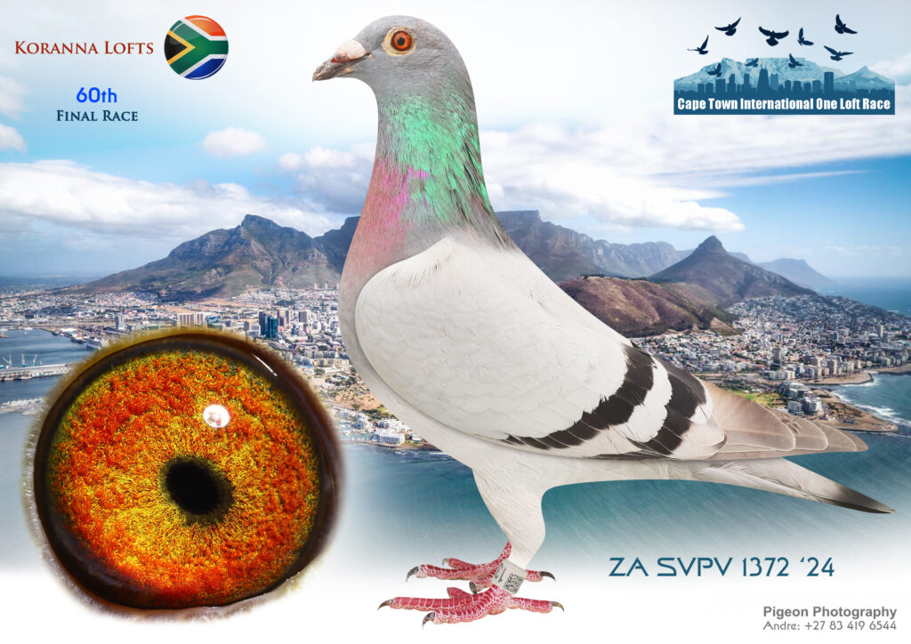 LOT 61 CAPETOWN -KORANNA LOFTS – ZA 24 SVPV 1372 -SIRE:697 ABL 22 .ALWYN BESTER KITTEL. FULL ...