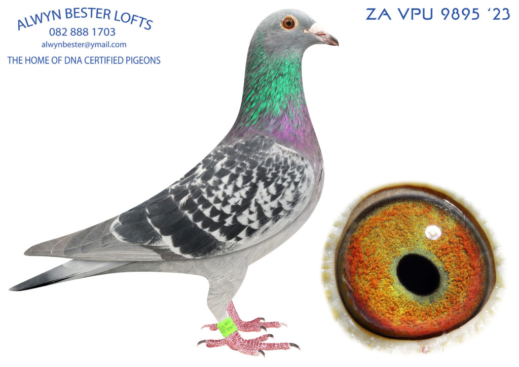 LOT 16 HARRY WILLSON – ZA 23 VPU 9895 -WOW! Perfect Speciman! KEPT FOR ...