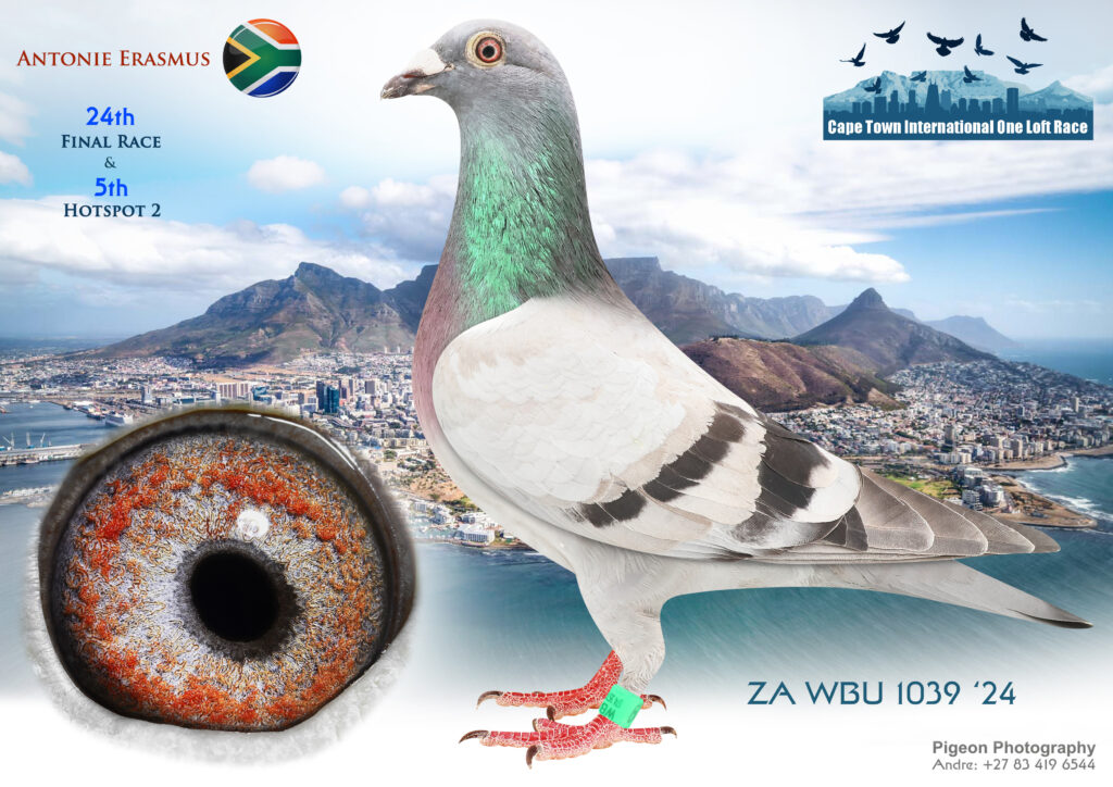 LOT 25 CAPETOWN -ANTONIE ERASMUS – ZA 24 WBU 1039 -5TH HOTSPOT 2 ————SIRE:2820 ZA S LIM 17.Half ...