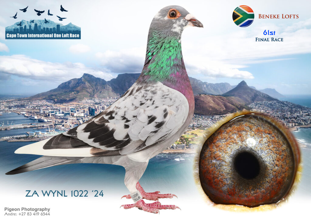 LOT 62 CAPETOWN -BENEKE LOFTS – ZA 24 WYNL 1022 -SIRE:3525 PSWU 17.Superace Wynand Wolmarans ...