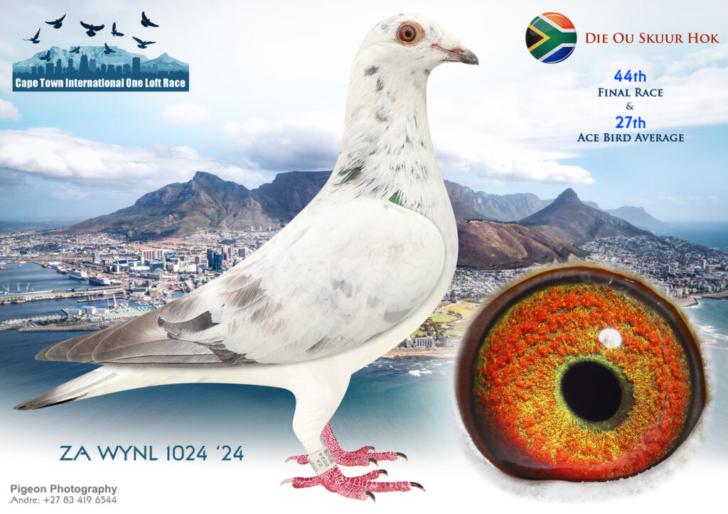 LOT 44 CAPETOWN -DIE OU SKUUR HOK – ZA 24 WYNL 1024 -SIRE:3301 ZA CYRL 20 “SILVER REPLAY”.Bred ...